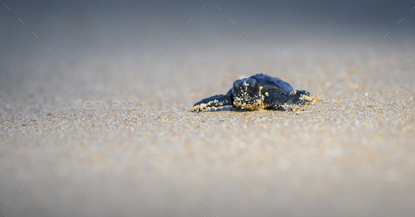 Small baby Olive ridley sea turtle hatchling crawling towards the ocean ...