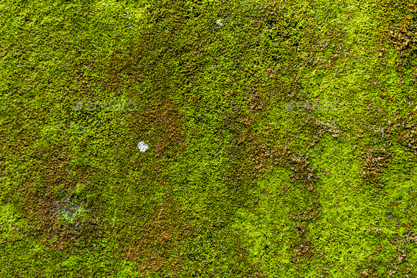 Moss on wall texture background Stock Photo by irfanmnur | PhotoDune