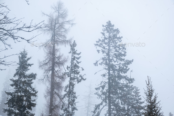 pine trees silhouette in mist Stock Photo by petruninsphotos | PhotoDune pine trees silhouette in mist Stock Photo by petruninsphotos | PhotoDune