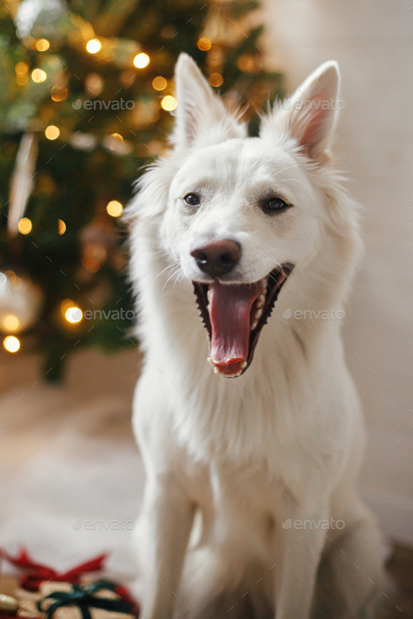 Merry Christmas! Cute happy dog sitting and yawning at christmas tree ...
