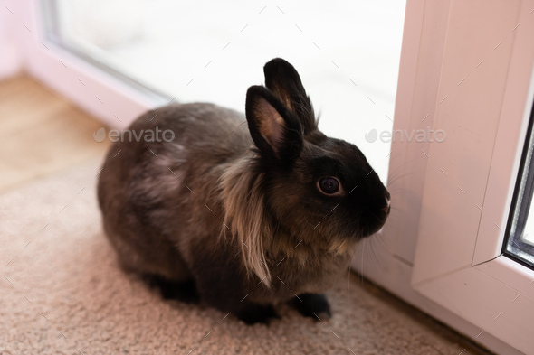 Brown cute rabbit close-up enjoying at home - animal symbol chinese new ...