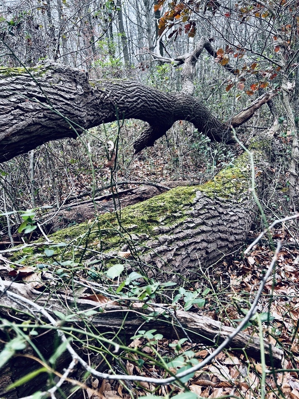 Fallen trees in the woods. Stock Photo by marisap7 | PhotoDune