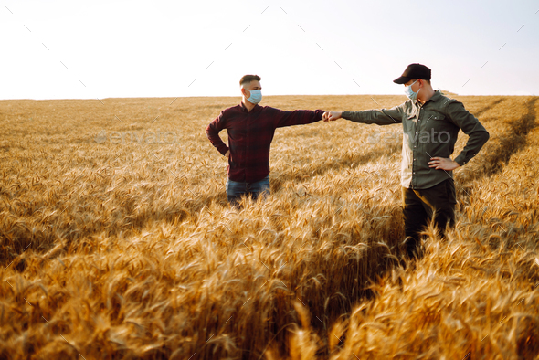 Two farmers in sterile masks greet their elbows on wheat field during ...