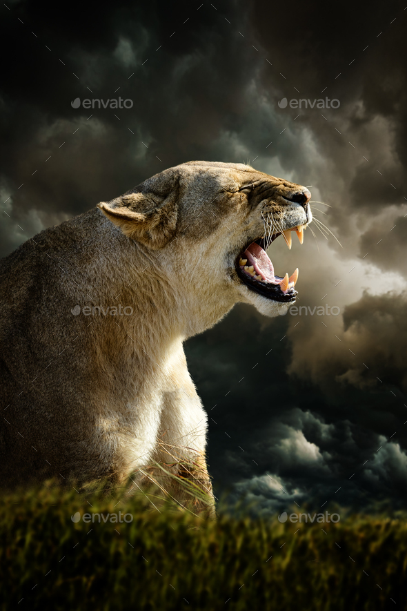 Angry lion with in savannah on dark storm clouds background Stock Photo ...