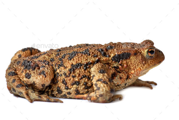 Fat toad Stock Photo by YuriArcursPeopleimages | PhotoDune