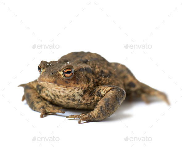 Fat toad Stock Photo by YuriArcursPeopleimages | PhotoDune