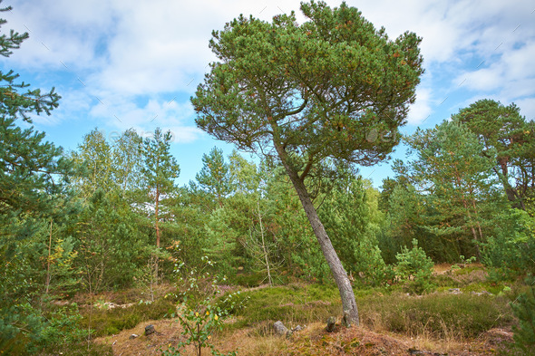 Pine trees in Denmark Stock Photo by YuriArcursPeopleimages | PhotoDune
