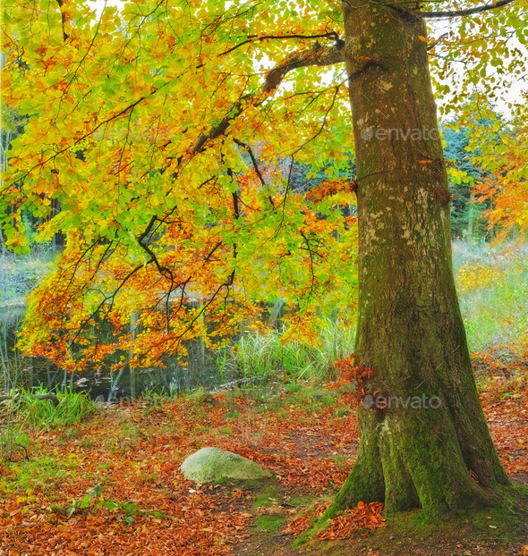 A fall photo of the forest in all its colors of autumn Stock Photo by ...