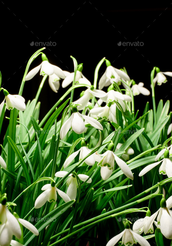 Common snowdrop - Galanthus nivalis Stock Photo by YuriArcursPeopleimages
