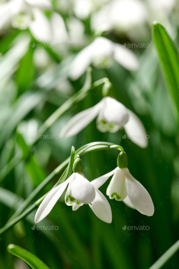 Common snowdrop - Galanthus nivalis Stock Photo by YuriArcursPeopleimages