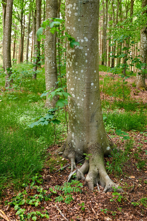 The forest in springtime Stock Photo by YuriArcursPeopleimages | PhotoDune