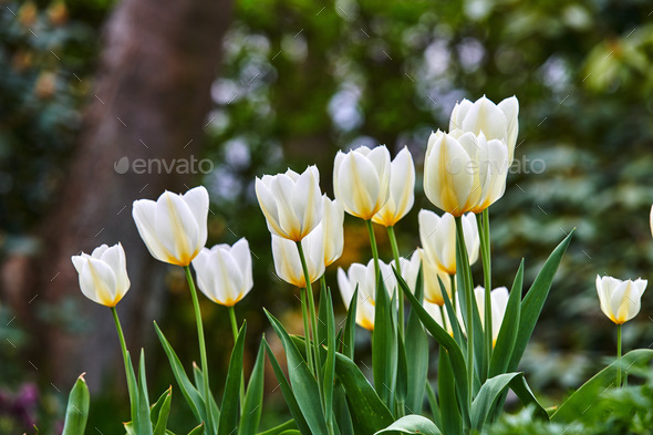 White tulips in my garden Stock Photo by YuriArcursPeopleimages | PhotoDune