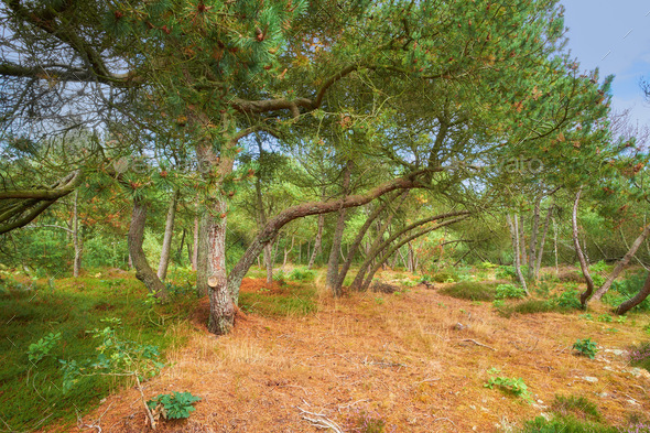 Pine trees in Denmark Stock Photo by YuriArcursPeopleimages | PhotoDune