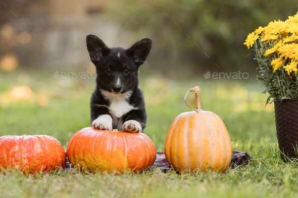 Cute Welsh Corgi Cardigan puppy dog outdoor. Fall season. Dog on walk ...