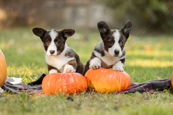 Cute Welsh Corgi Cardigan puppy dog outdoor. Fall season. Dog on walk ...