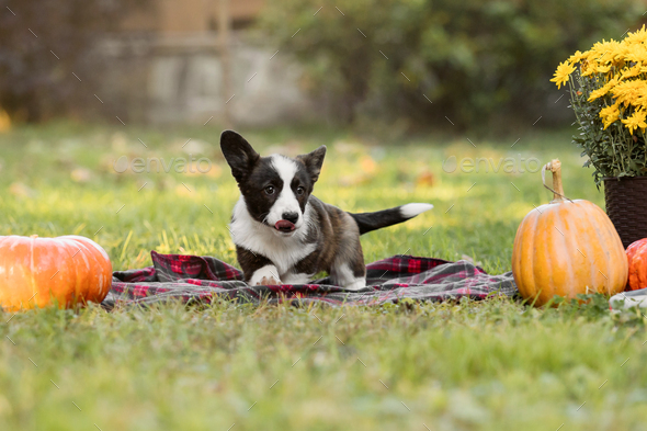 Cute Welsh Corgi Cardigan puppy dog outdoor. Fall season. Dog on walk ...