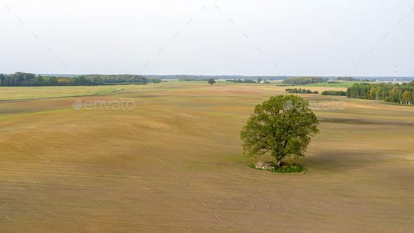 a single tree in the middle of a brown ploughed field Stock Photo by ...
