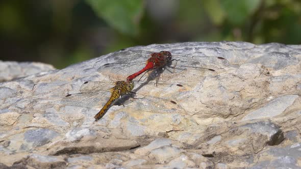 Dragonfly (odonata). Mating dragonflies in the wild, Stock Footage
