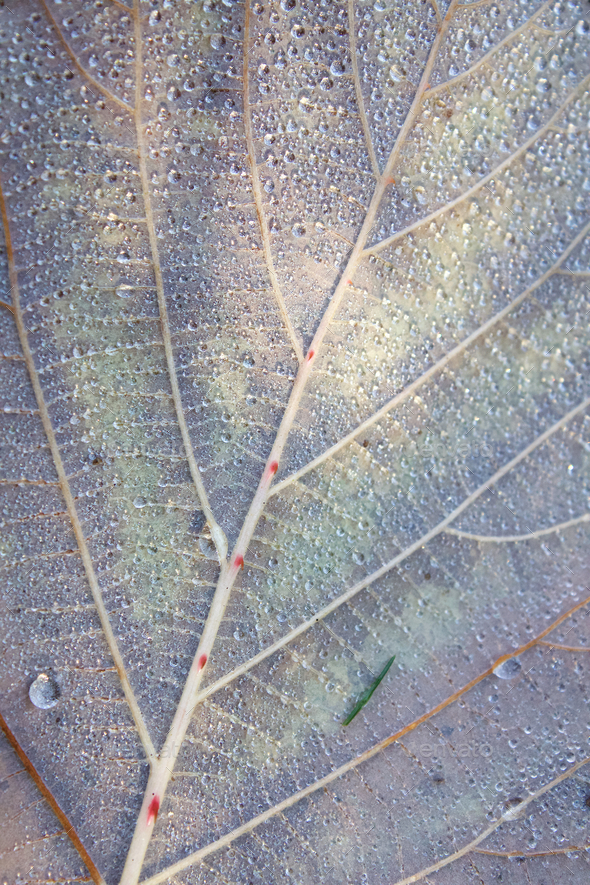Raindrop Leaf Stock Photo by couragesings | PhotoDune