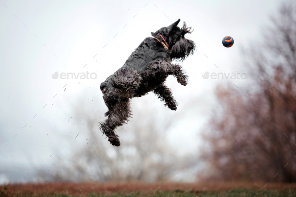 Miniature Schnauzer dog breed on a Foggy Autumn Morning. Dog running ...