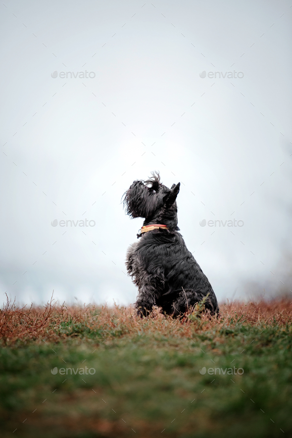 Miniature Schnauzer dog breed on a Foggy Autumn Morning. Dog running ...