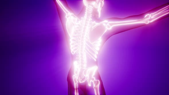 Human Skeleton Radiography Medical Scan, Motion Graphics | VideoHive