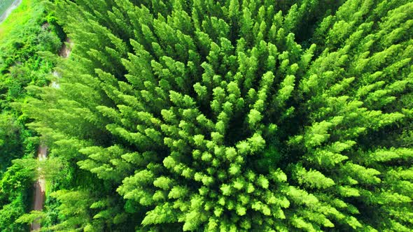 Beautiful tropical pine forest. 4K, Stock Footage | VideoHive
