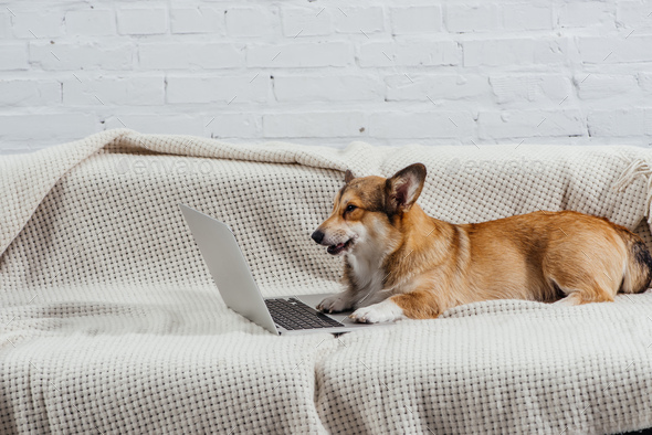 pembroke welsh corgi dog on sofa with laptop Stock Photo by ...
