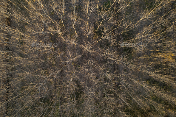 Aerial view of a forest with bare trees in the winter season Stock ...