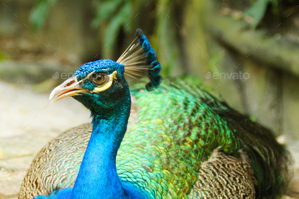 Front view of a peacock's head with its wings gathered in full ...