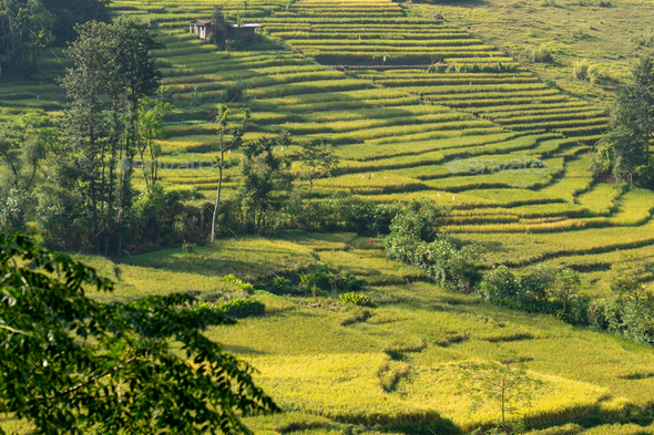 Terrace Farming Nepal Stock Photo by rojenmaharjan321 | PhotoDune