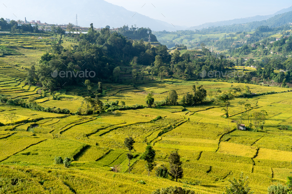 Terrace Farming Nepal Stock Photo by rojenmaharjan321 | PhotoDune