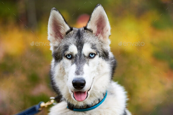 Purebred Siberian Husky dog with open mouth sticking out tongue ...