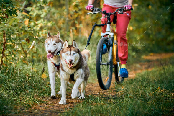 Bikejoring sled dogs mushing race, fast Siberian Husky sled dogs ...