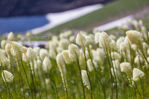 Wildflowers Stock Photo by Galyna_Andrushko | PhotoDune