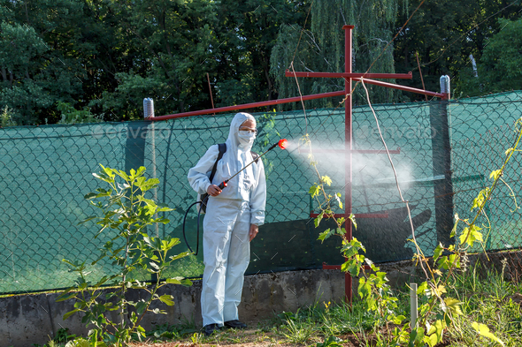 Spring summer treatment with insecticides and fungicides of grapes ...