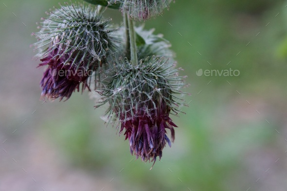 Purple Thistles Stock Photo by couragesings | PhotoDune
