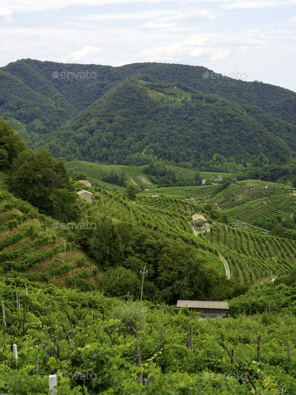 Vineyards along the Road of Prosecco e Conegliano Wines Stock Photo by ...