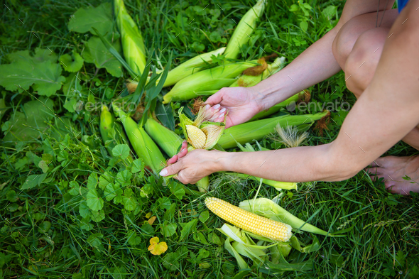 Young woman cleans freshly picked ears of corn. Corn cleaning process ...