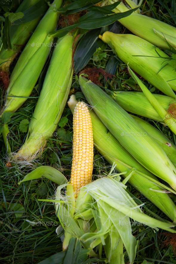 Young corn cleaning process. Summer, harvesting. Close-up. Stock Photo ...