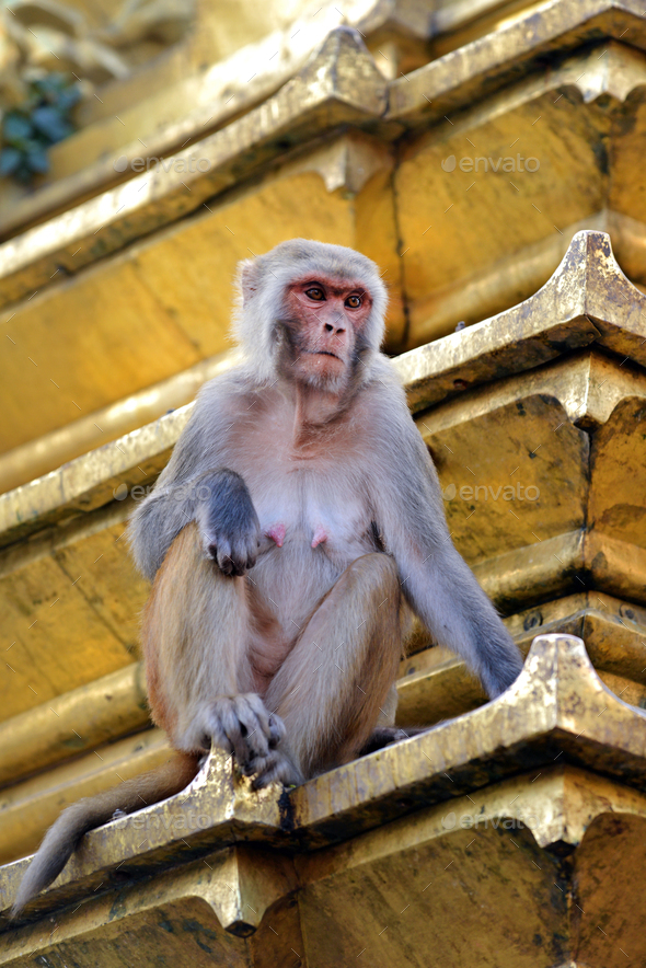 Monkey on a temple. Swayambhunath, Nepal Stock Photo by salajean ...