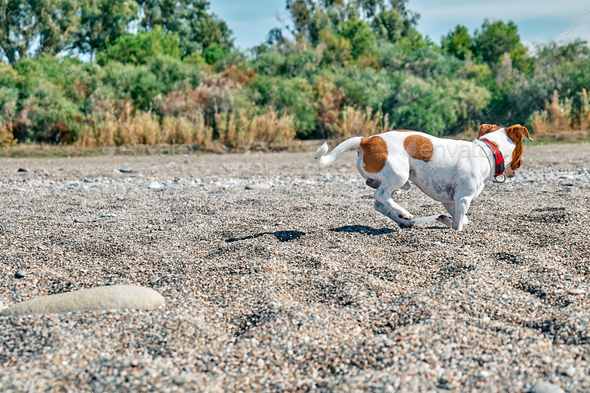 Adorable dog Jack Russell Terrier playing on the pebble beach. Spending ...