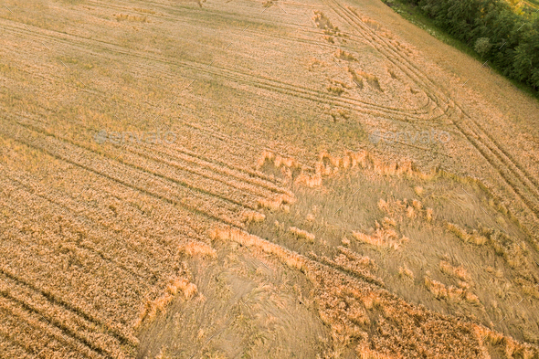 Aerial view of ripe farm field ready for harvesting with fallen down ...