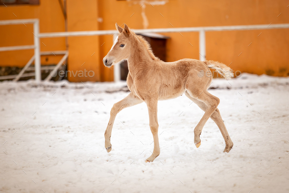 Cute little red colt runs through the snow on the ranch Stock Photo by ...