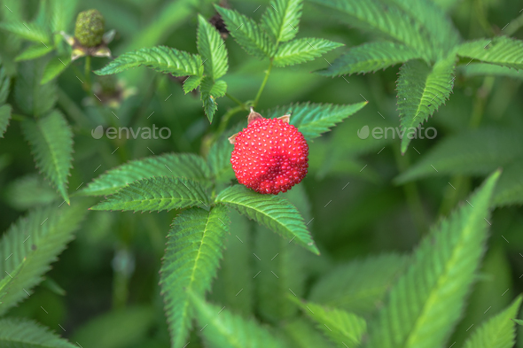 Tibetan strawberry-raspberry, berry. Roseleaf Rubus rosifolius. Close ...