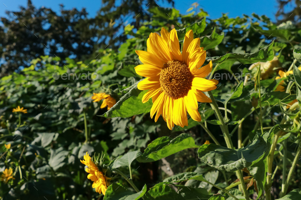 Heads of yellow sunflowers against a green hedge background. Stock ...