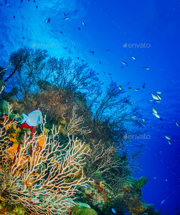 Shallow underwater seascape, fish underwater photo Stock Photo by ...