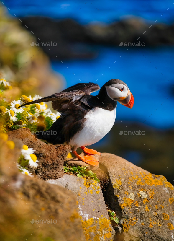 Birds image. Puffin in Iceland. Seabird on sheer cliffs. Bird on the ...