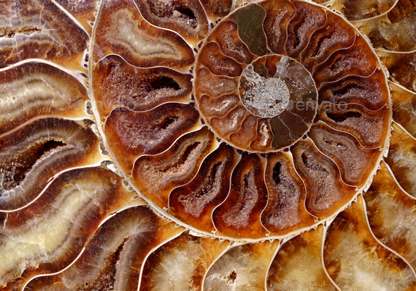 Petrified ammonite shell spiral pattern Stock Photo by sergeyskleznev