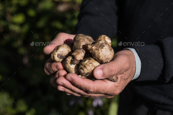 Jerusalem artichoke tubers. Freshly harvested roots sunchoke ...